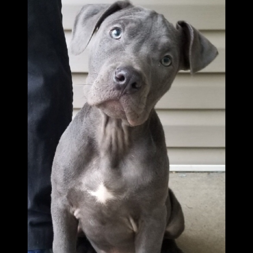 American Bully Dog Breed - The Cutest American Bully Photos