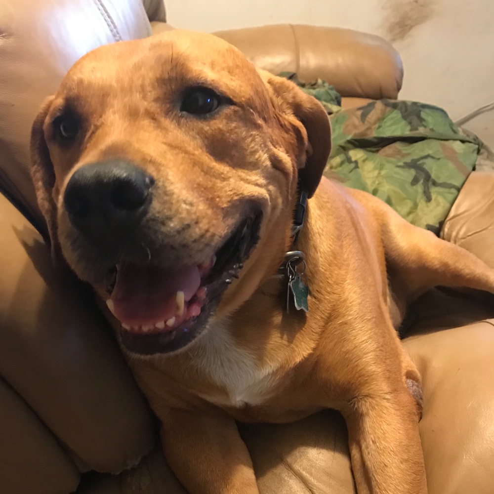 Beagle Mix Dog Breed - The Cutest Beagle Mix Photos