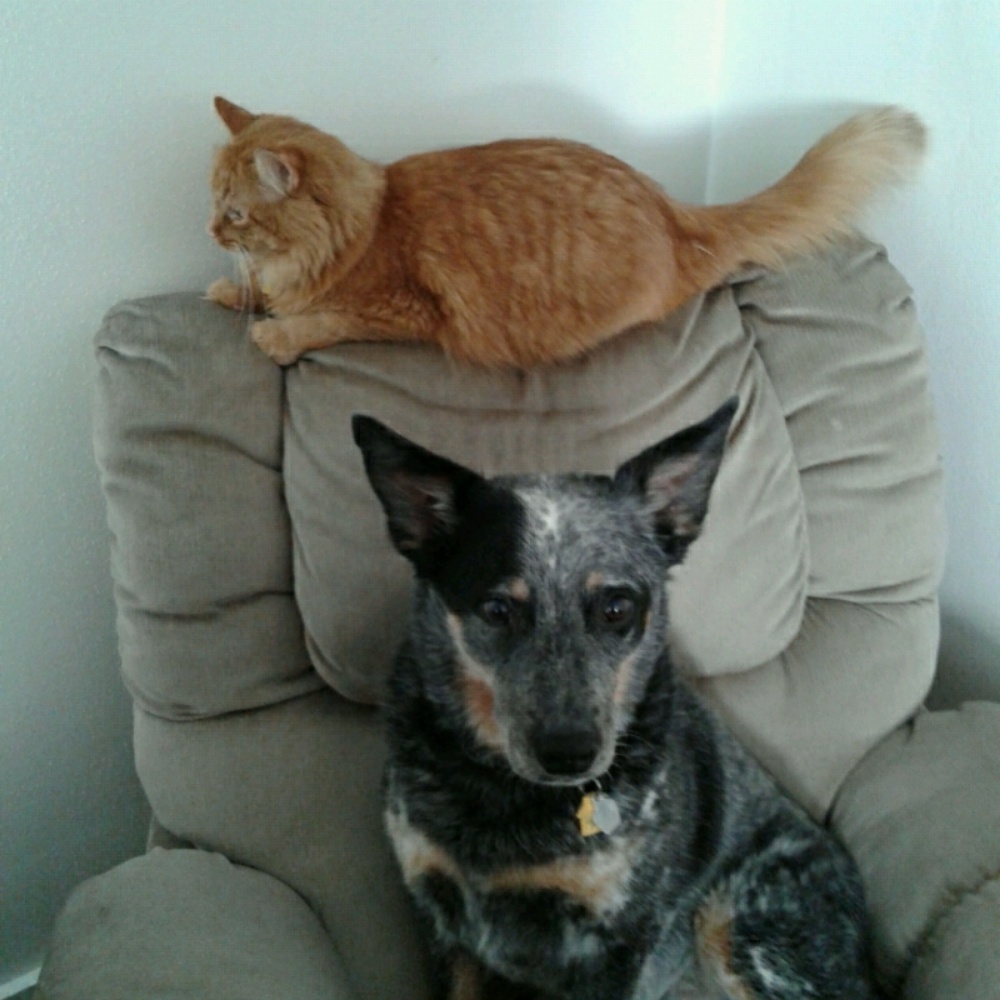 Blue Heeler Mix Dog Breed - The Cutest Blue Heeler Mix Photos