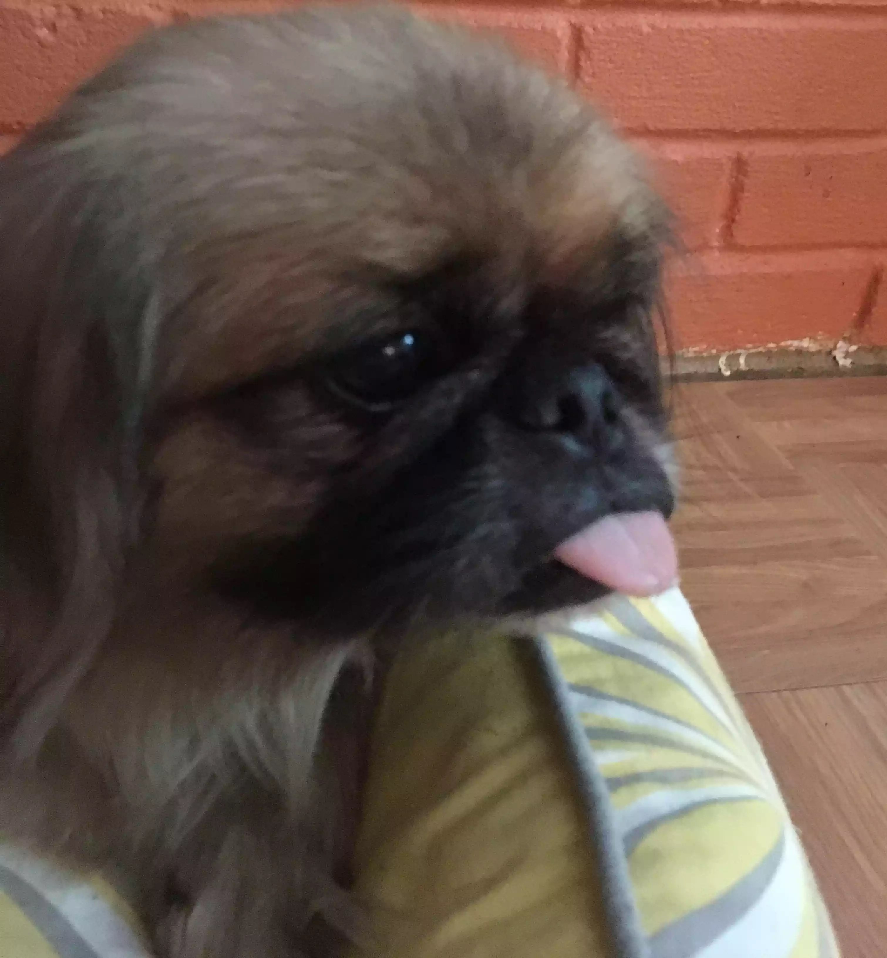 Pekingese Dog Breed - The Cutest Pekingese Photos