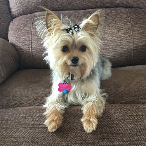 Vote for Bella for Cutest Dog of 2025