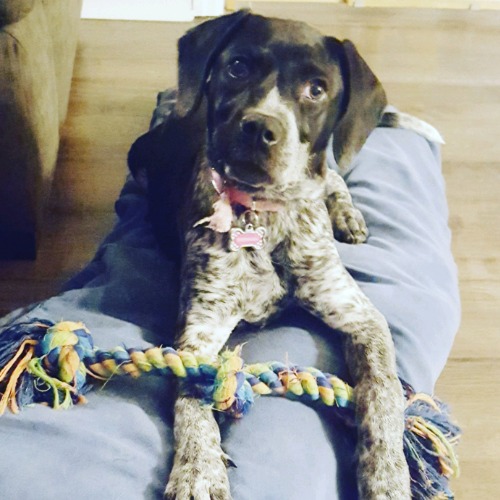 Vote for Brennan for Cutest Dog of 2025