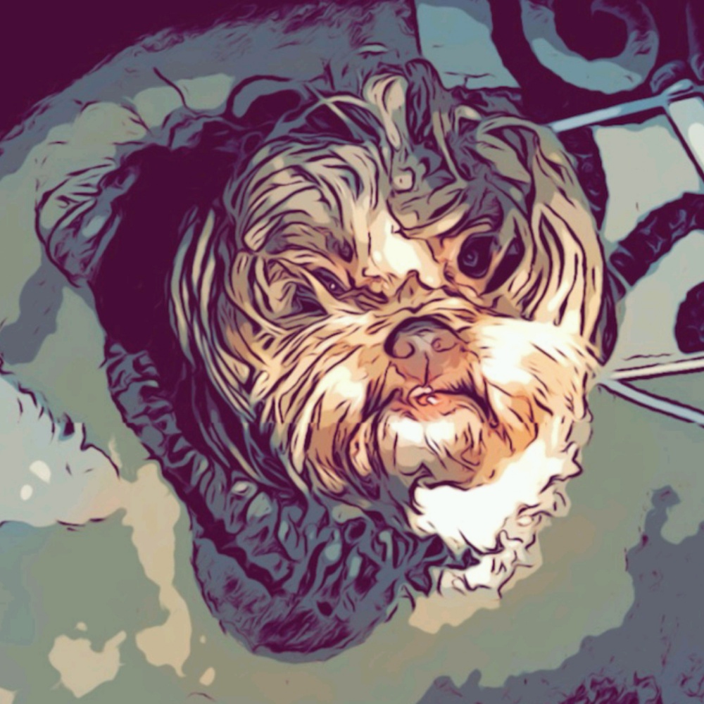 Shihpoo Dog Breed - The Cutest Shihpoo Photos