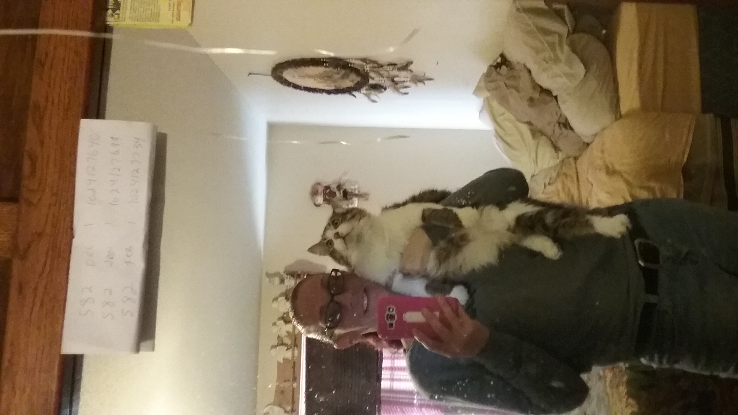 Tiger Stripe Cat Breed - The Cutest Tiger Stripe Photos