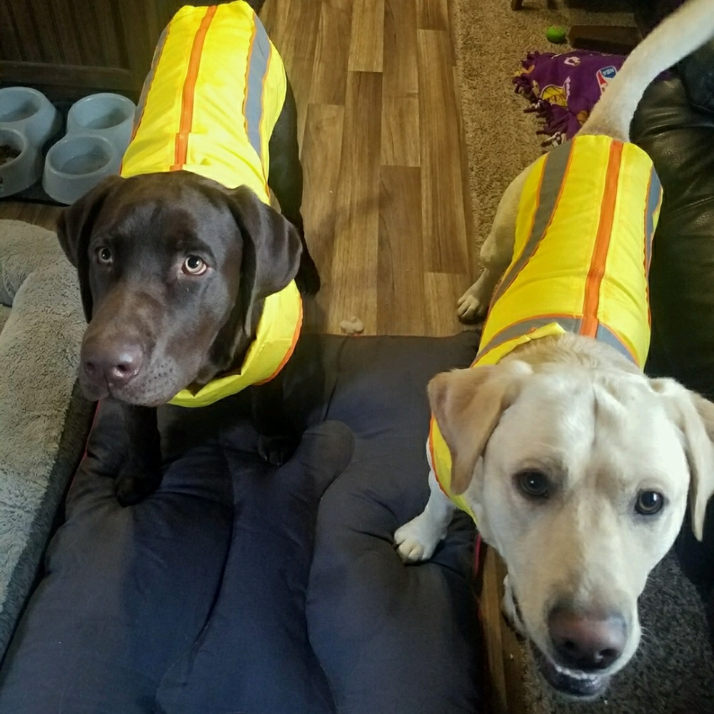Yellow Labrador Retriever Dog Breed - The Cutest Yellow Labrador ...