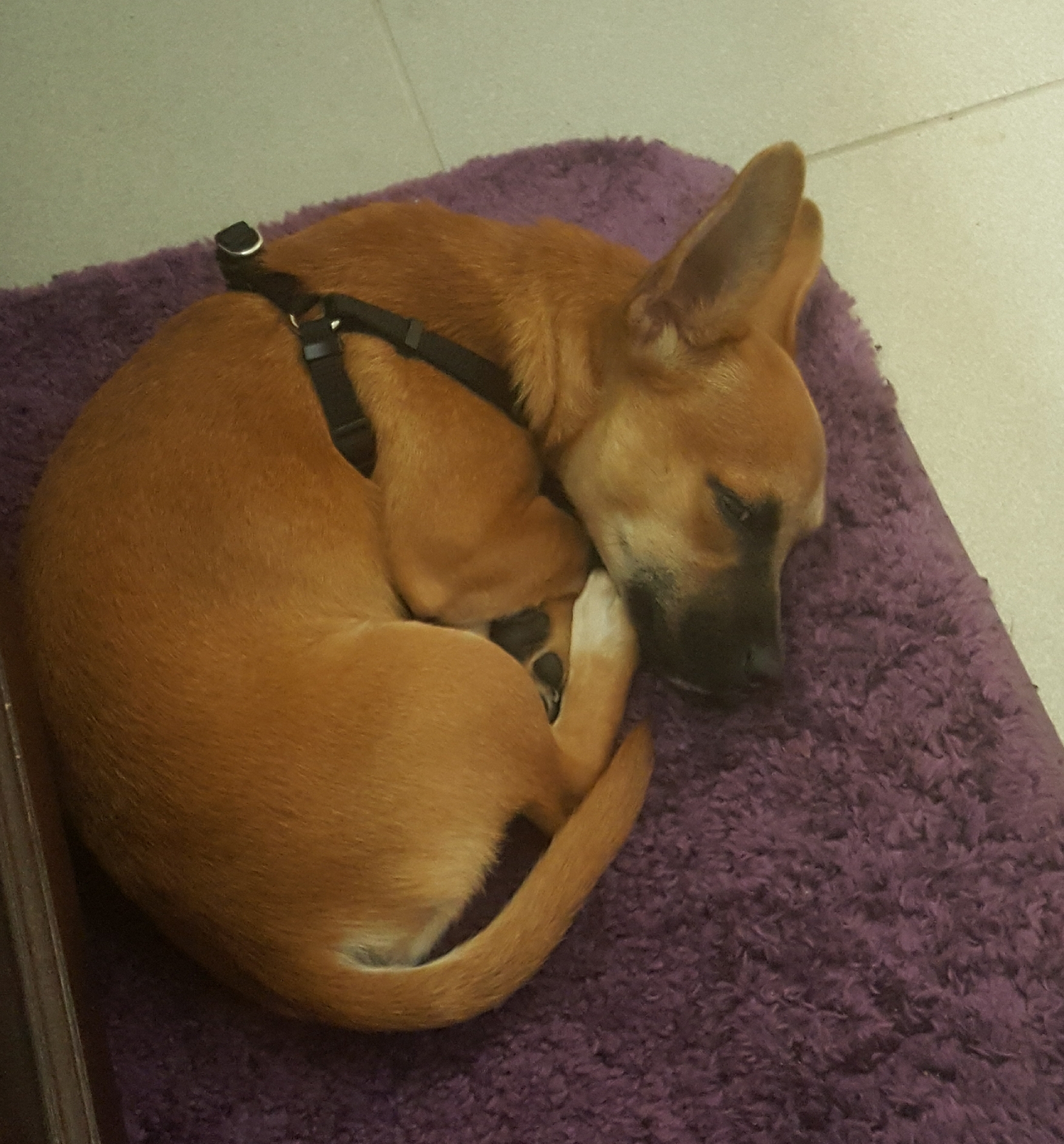 Chug Dog Breed - The Cutest Chug Photos