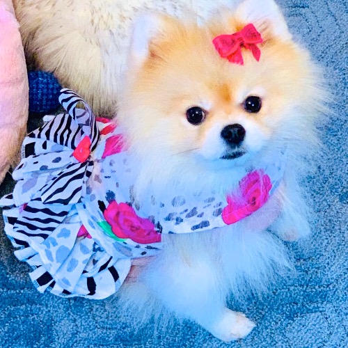 Vote for Mookie Bear for Cutest Dog of 2025