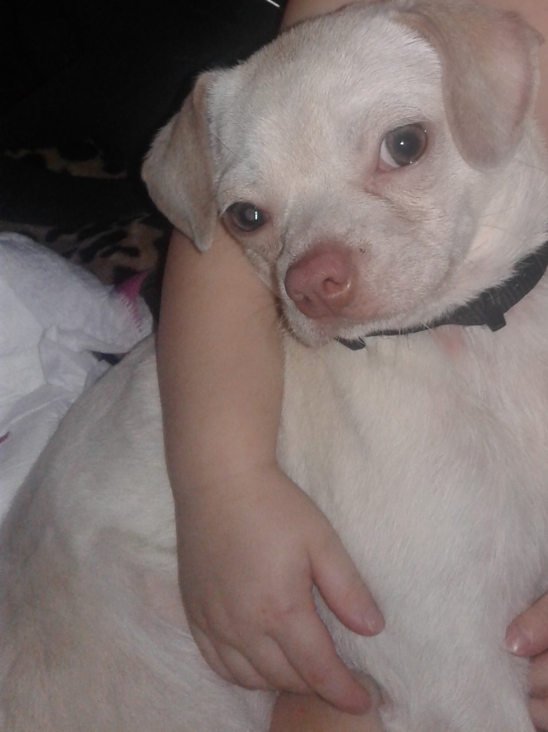 Pekachi Dog Breed - The Cutest Pekachi Photos