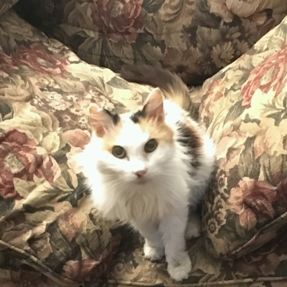 Calico Mix Cat Breed - The Cutest Calico Mix Photos