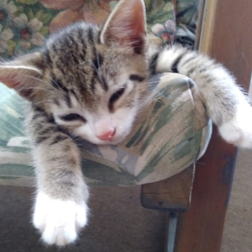 La Perm Mix Cat Breed - The Cutest La Perm Mix Photos