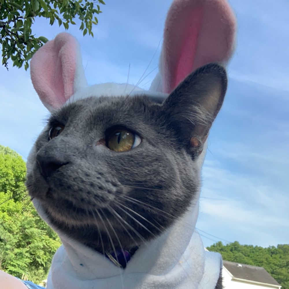Russian Blue Mix Cat Breed - The Cutest Russian Blue Mix Photos
