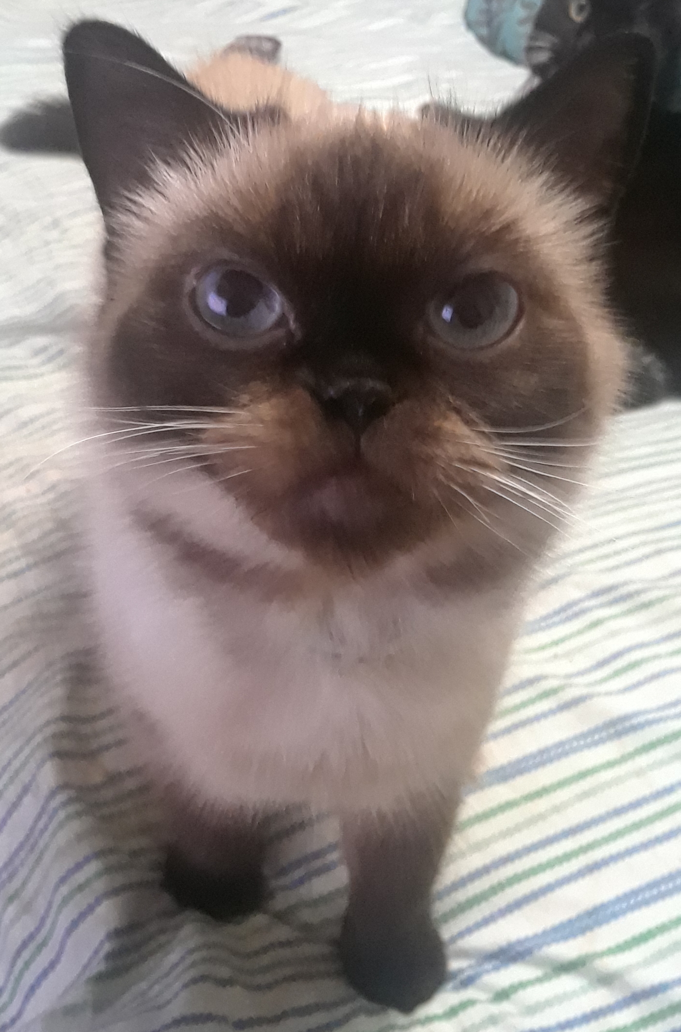 Himalayan Cat Breed - The Cutest Himalayan Photos