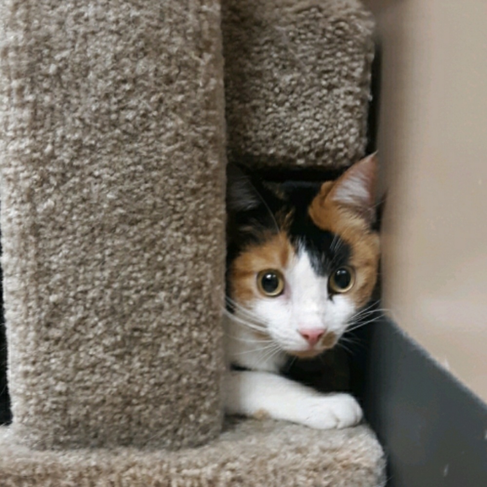 Mixed Cat Breed - The Cutest Mixed Photos