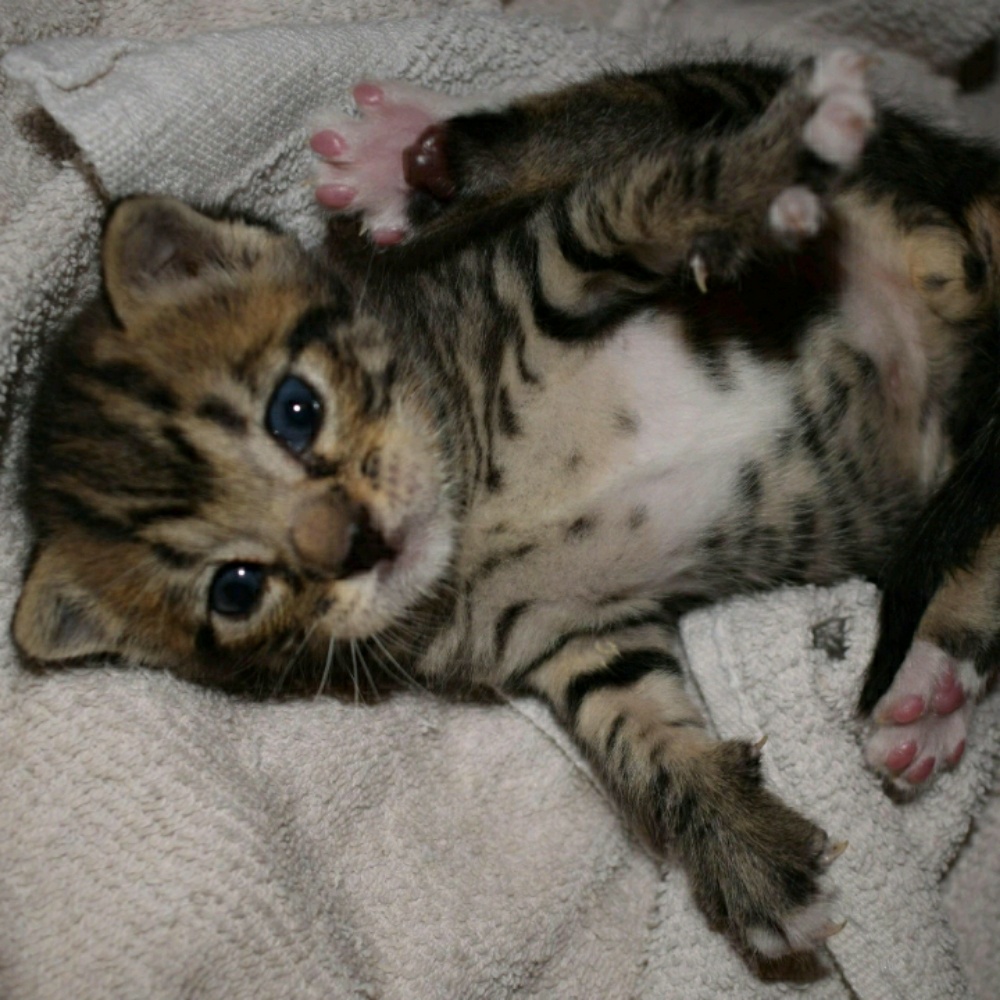 Savannah Mix Cat Breed - The Cutest Savannah Mix Photos