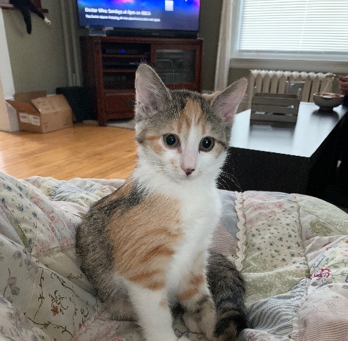 La Perm Mix Cat Breed - The Cutest La Perm Mix Photos