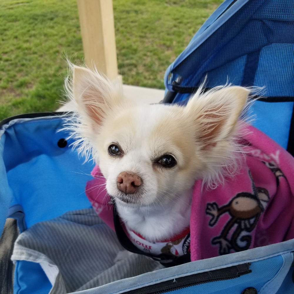 Jack Chi Mix Dog Breed - The Cutest Jack Chi Mix Photos