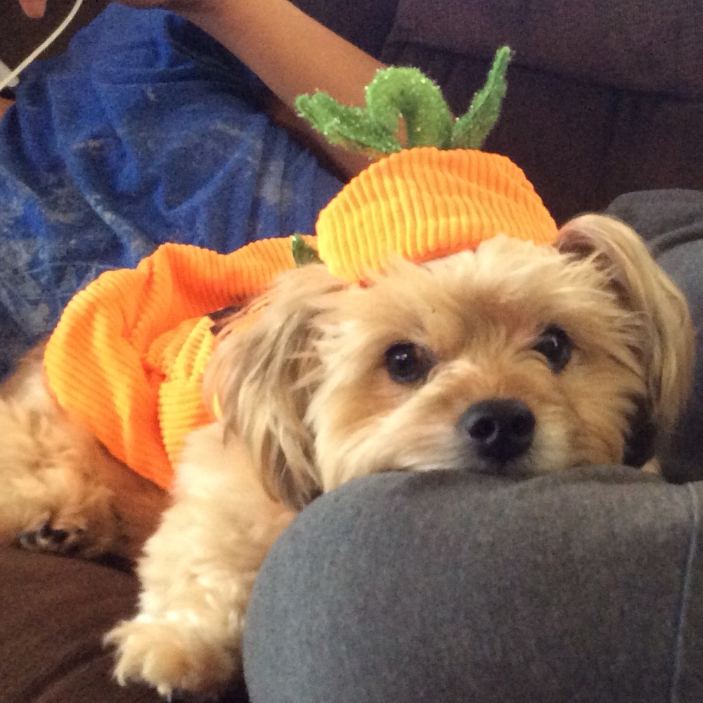 Yorkiepoo Dog Breed - The Cutest Yorkiepoo Photos