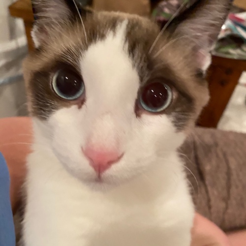 La Perm Mix Cat Breed - The Cutest La Perm Mix Photos