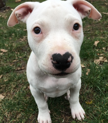 Vote for Chaka for cutest dog on Pet Parade.