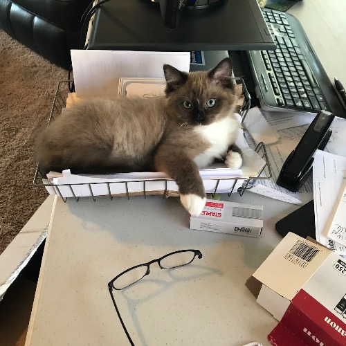 Vote for Gnash for Cutest Cat of 2025