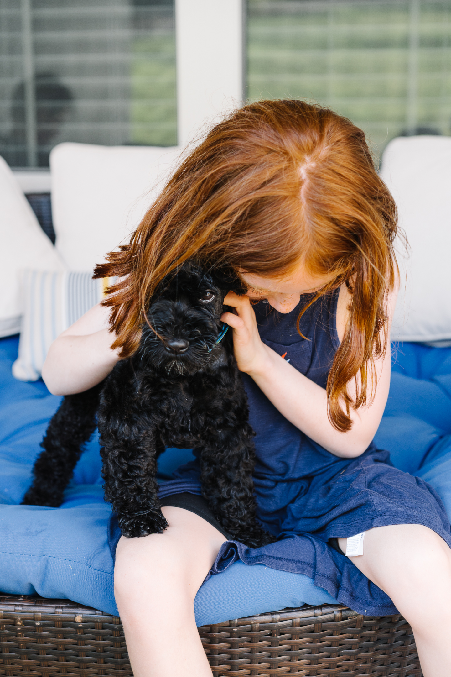 Kerry Blue Terrier Dog Breed - The Cutest Kerry Blue Terrier Photos