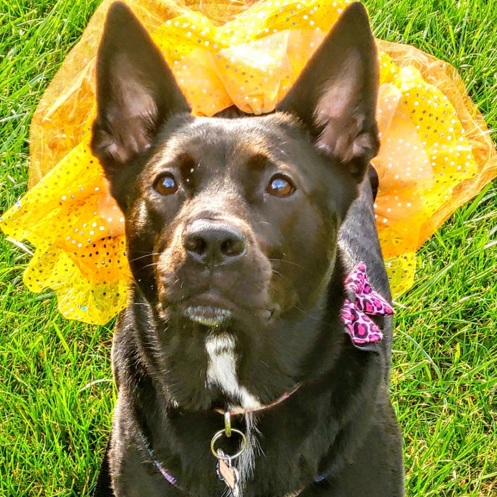 Black Labrador Retriever Dog Breed - The Cutest Black Labrador ...