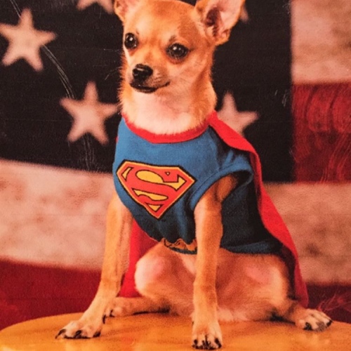 Vote for Baby Max for cutest dog on Pet Parade.