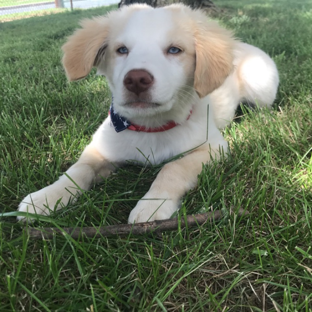 Australian Shepherd Mix Dog Breed - The Cutest Australian Shepherd Mix ...