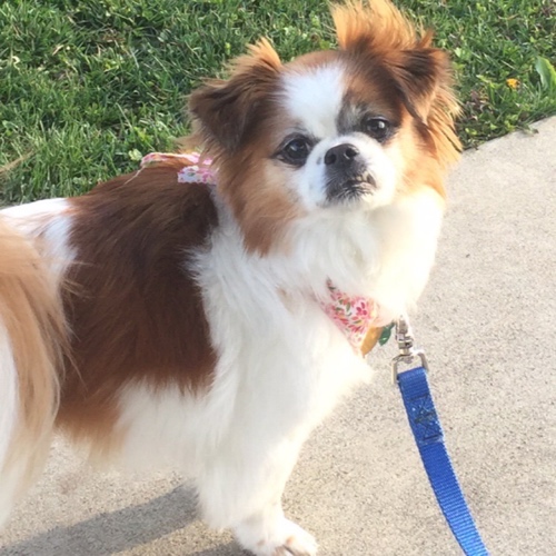 Pekingese Mix Dog Breed - The Cutest Pekingese Mix Photos