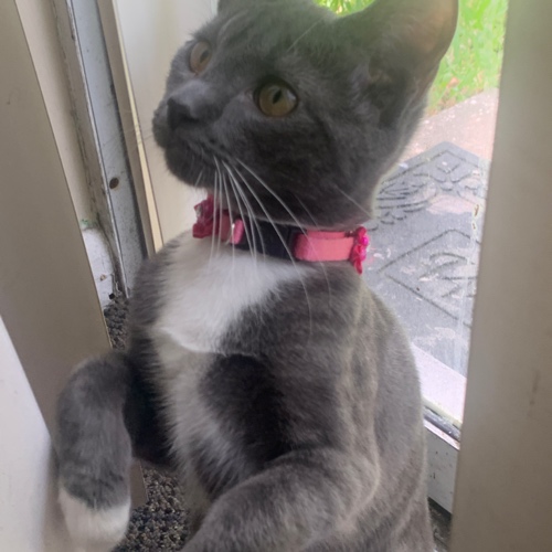 La Perm Mix Cat Breed - The Cutest La Perm Mix Photos