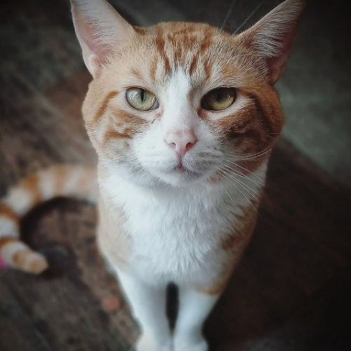 La Perm Mix Cat Breed - The Cutest La Perm Mix Photos