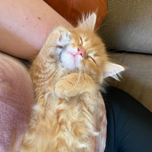 La Perm Mix Cat Breed - The Cutest La Perm Mix Photos