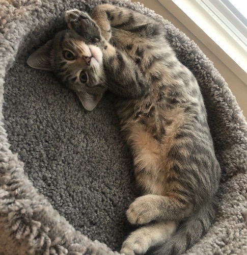 La Perm Mix Cat Breed - The Cutest La Perm Mix Photos