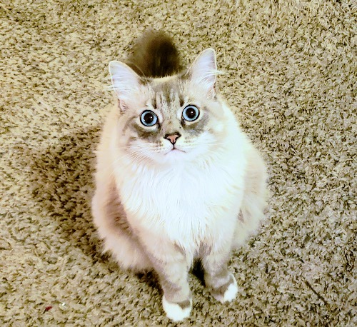 Vote for Cream puff for Cutest Cat of 2025