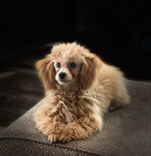 Vote for Talia for Cutest Dog of 2025