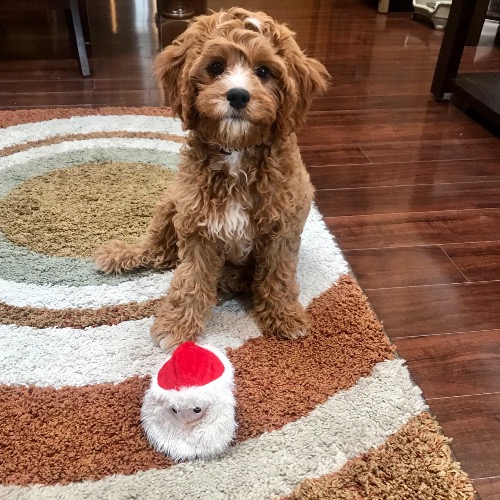 Cavapoo Dog Breed - The Cutest Cavapoo Photos