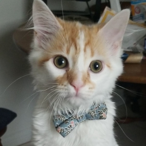 La Perm Mix Cat Breed - The Cutest La Perm Mix Photos