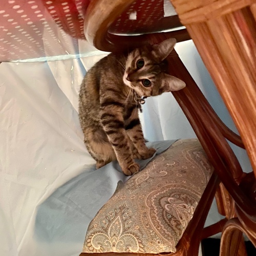 La Perm Mix Cat Breed - The Cutest La Perm Mix Photos