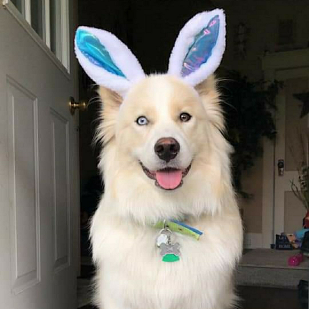 Samoyed Mix Dog Breed - The Cutest Samoyed Mix Photos