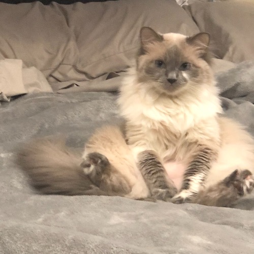 La Perm Mix Cat Breed - The Cutest La Perm Mix Photos