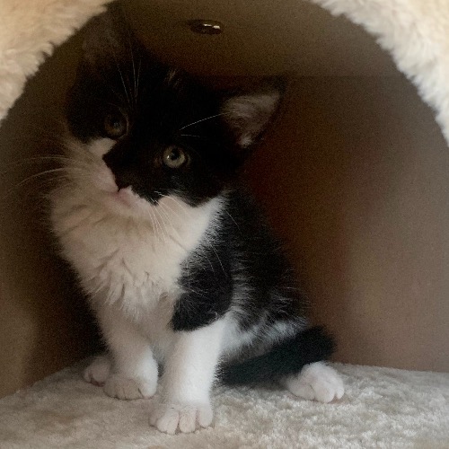 La Perm Mix Cat Breed - The Cutest La Perm Mix Photos