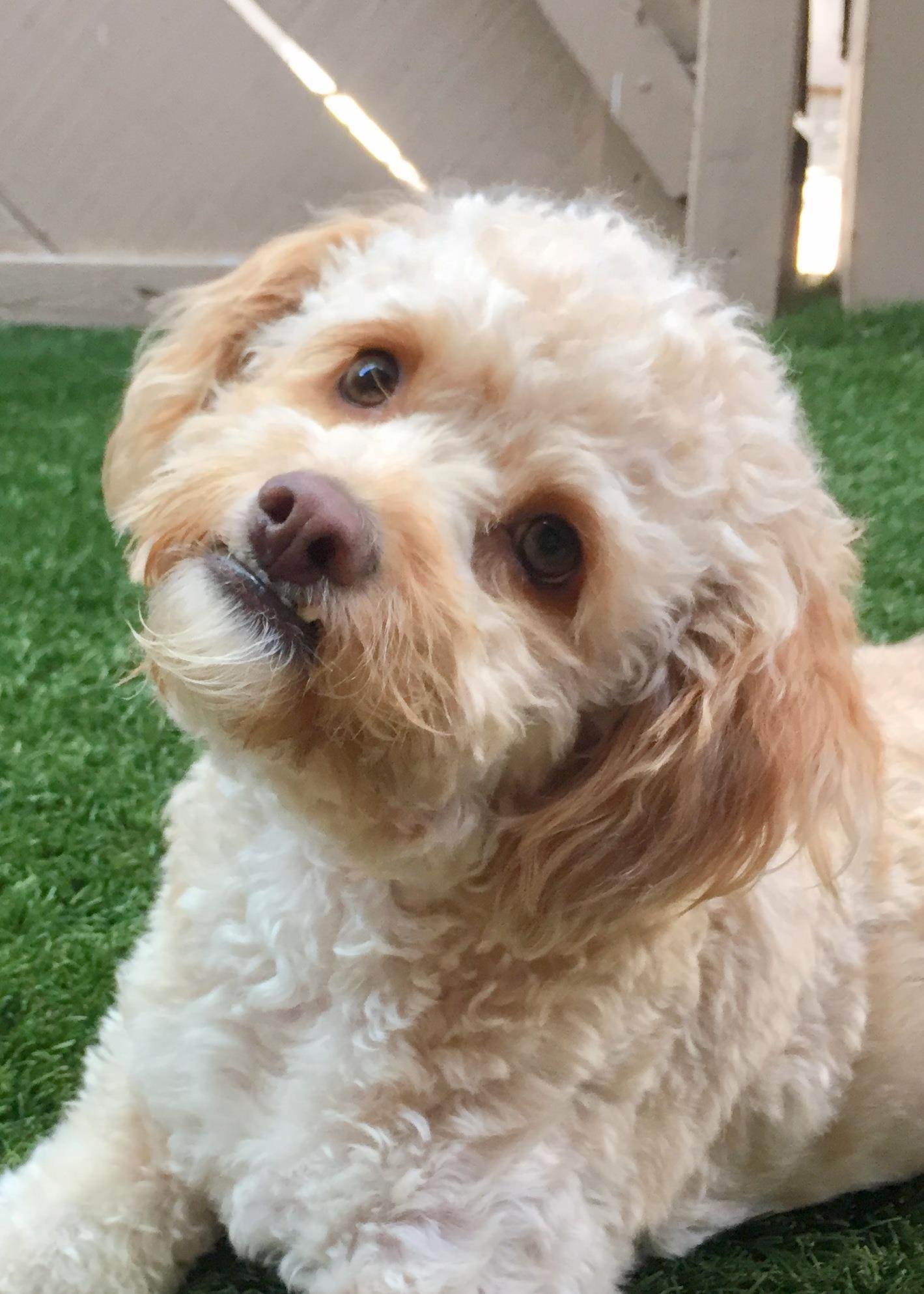 Poodle Mix Dog Breed - The Cutest Poodle Mix Photos