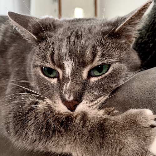 La Perm Mix Cat Breed - The Cutest La Perm Mix Photos