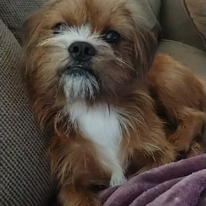 Schweenie Dog Breed - The Cutest Schweenie Photos