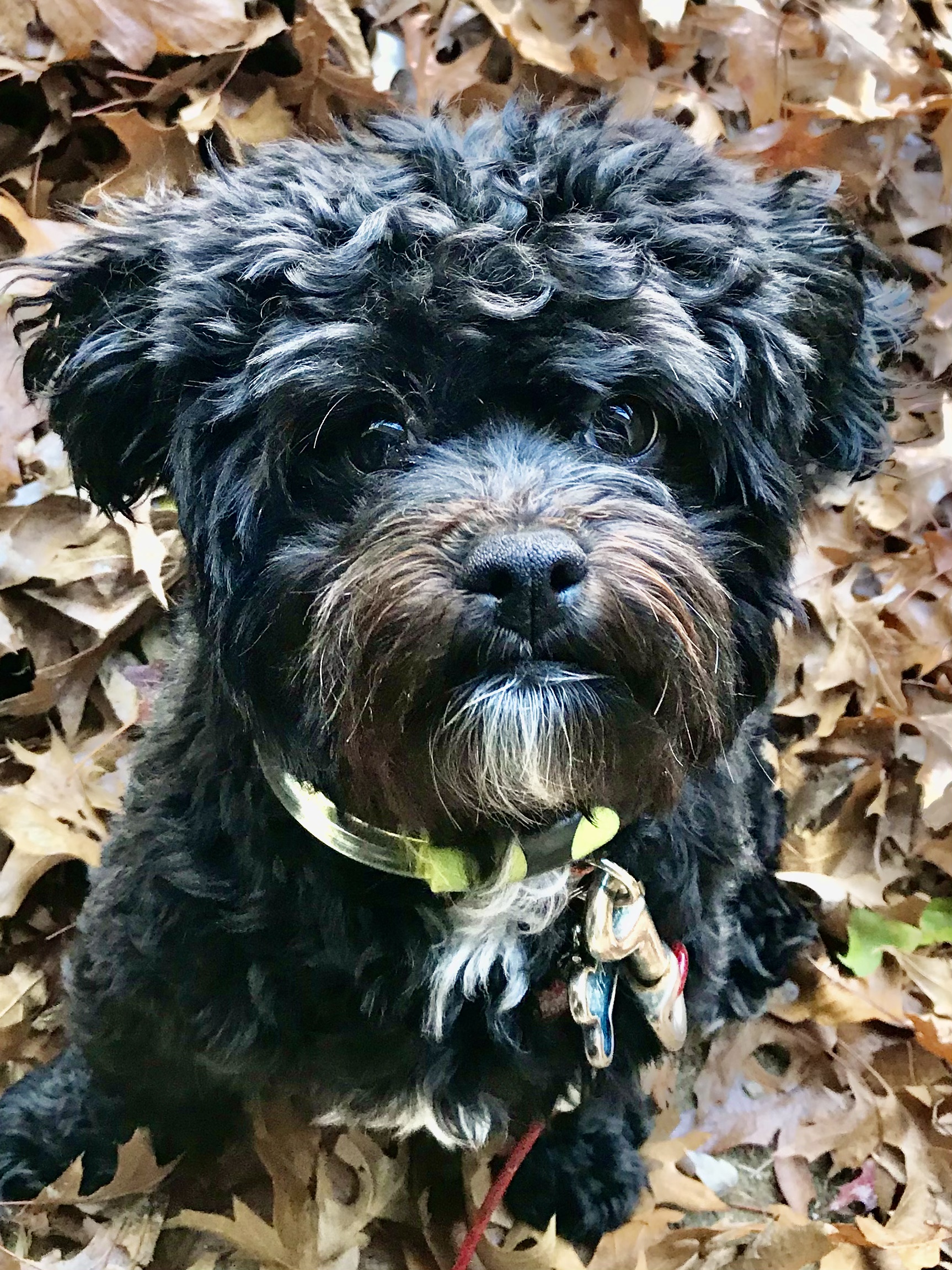 Havapoo Mix Dog Breed - The Cutest Havapoo Mix Photos