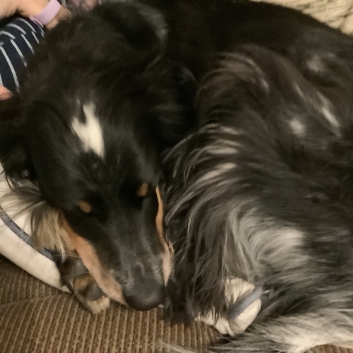 English Setter Mix Dog Breed - The Cutest English Setter Mix Photos