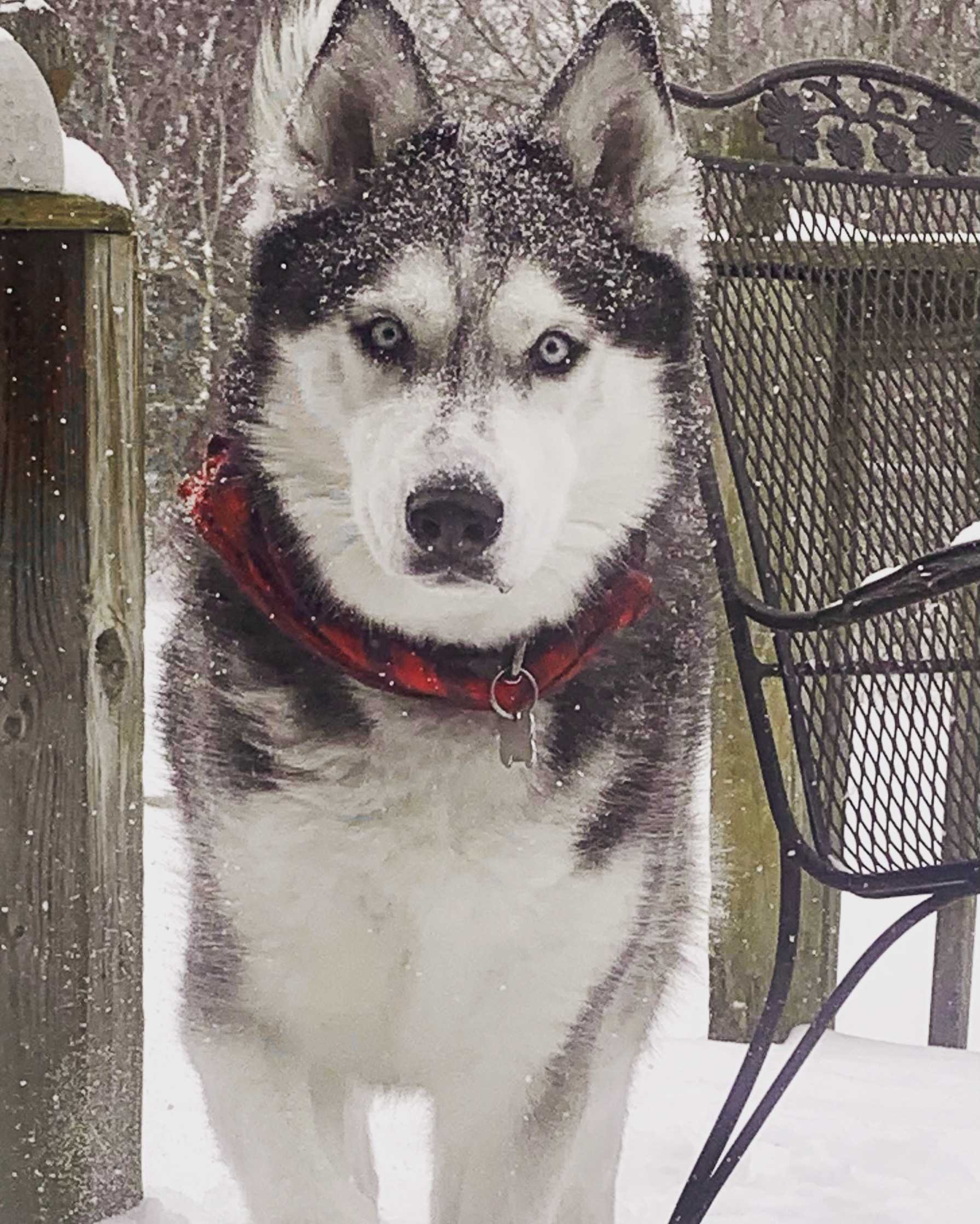 Siberian Husky Mix Dog Breed - The Cutest Siberian Husky Mix Photos