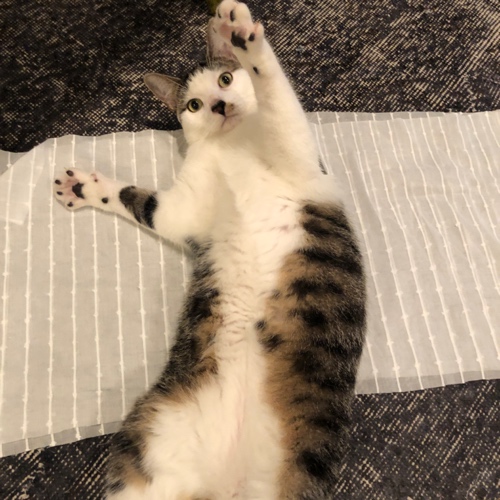 La Perm Mix Cat Breed - The Cutest La Perm Mix Photos