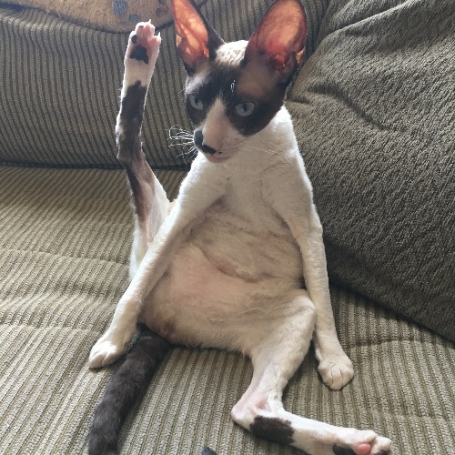 Cornish Rex Cat Breed - The Cutest Cornish Rex Photos