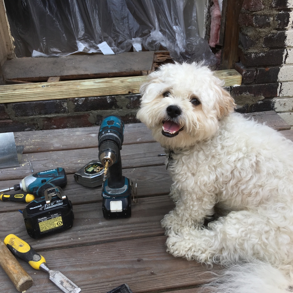 Shichon Dog Breed - The Cutest Shichon Photos